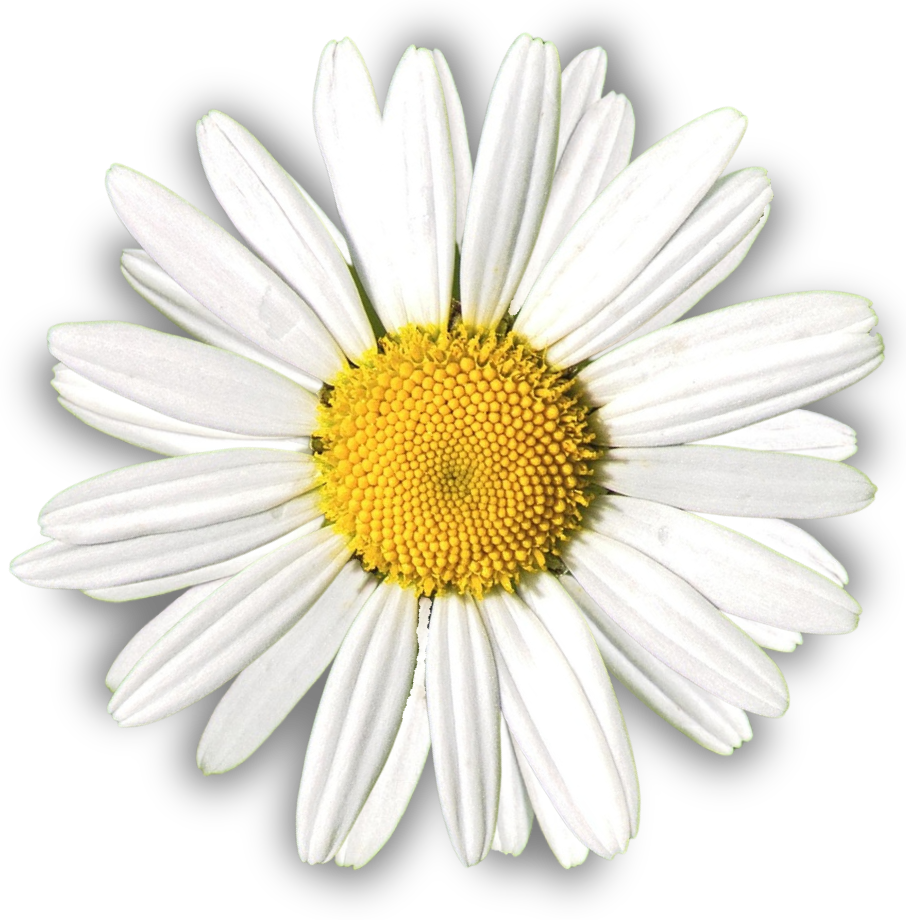 Excerpt ~ Marguerite: Hell Hath No Fury! by Judith Arnopp | Catherine Meyrick